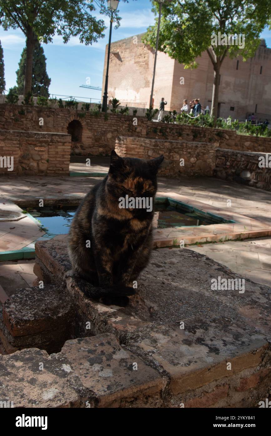 Calico cats hi-res stock photography and images - Alamy