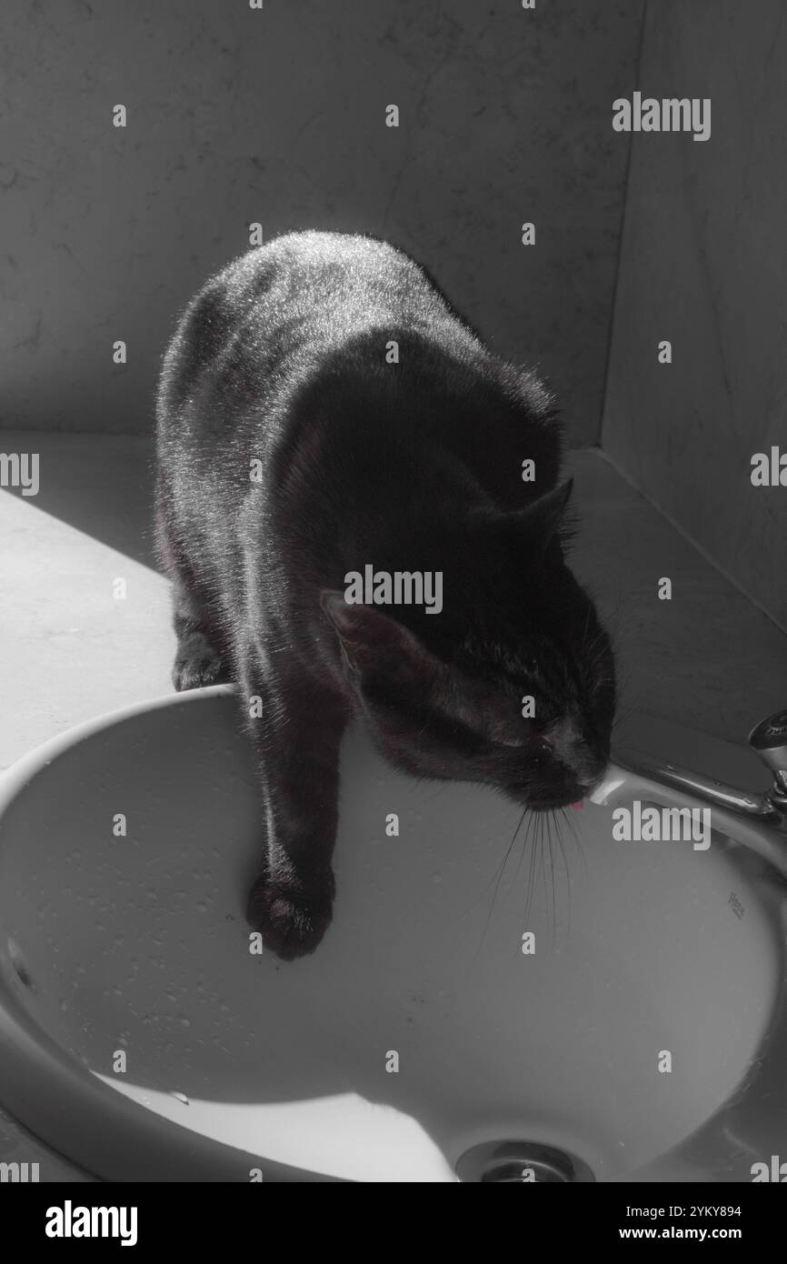 Black cat drinking from public bathroom sink Stock Photo - Alamy