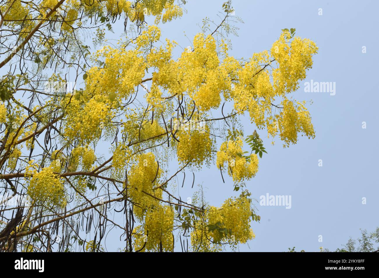 Golden Rain Tree, Garden in the City, Phrae, Thailand Stock Photo - Alamy