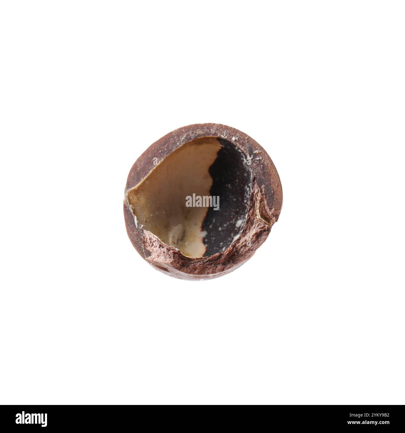 Part of macadamia nut shell isolated on white Stock Photo - Alamy