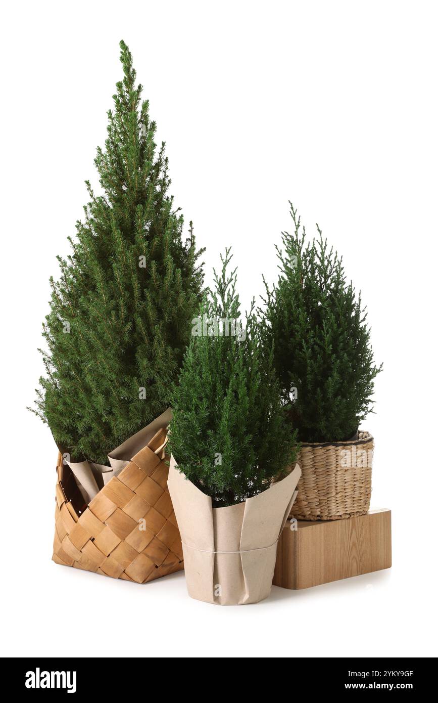 Three small spruce trees isolated on white Stock Photo - Alamy