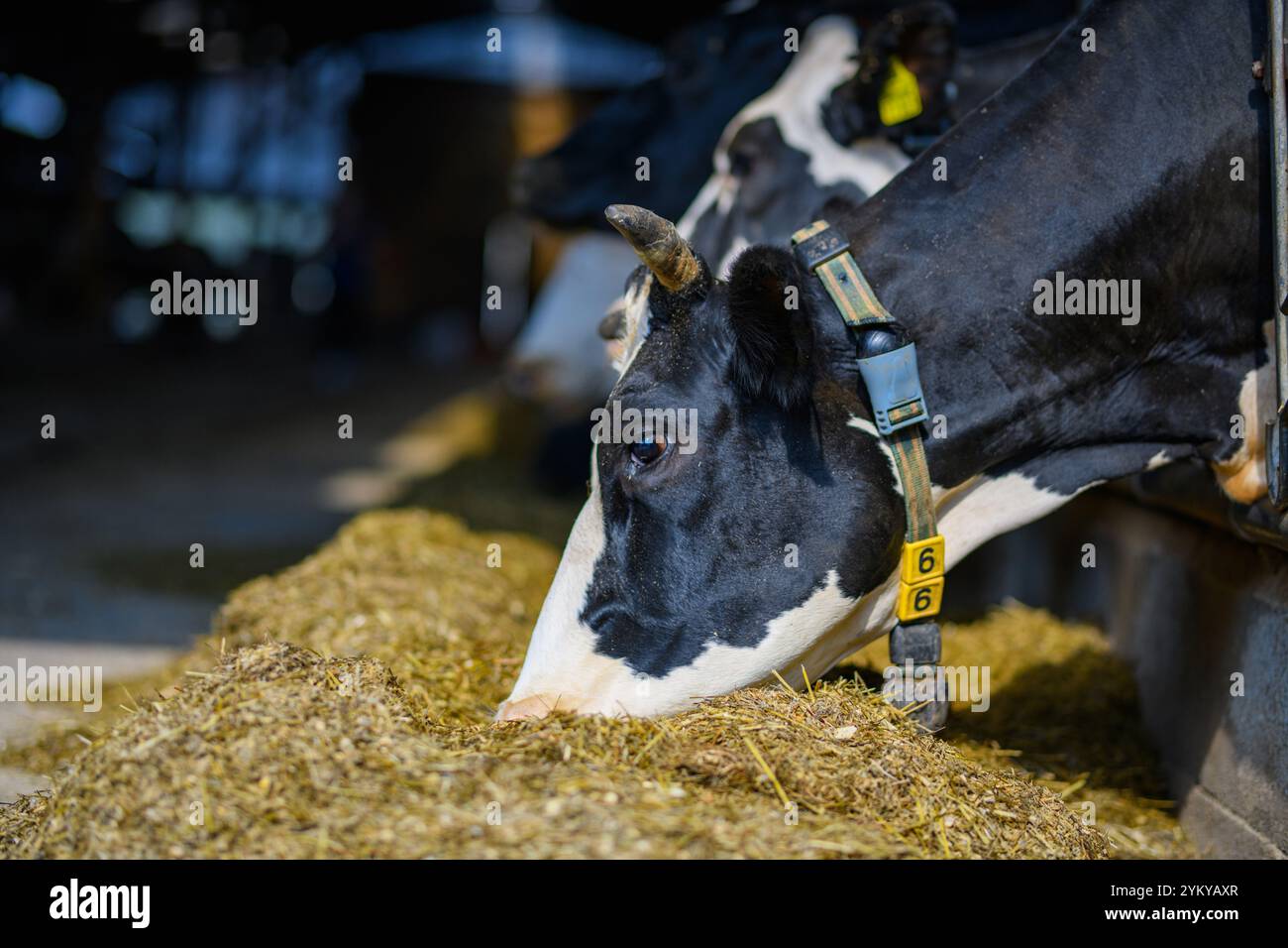 Cow milk farm. Eco farming. Cow calf in feedlot. Cows head peeking over the fence in the barn ...