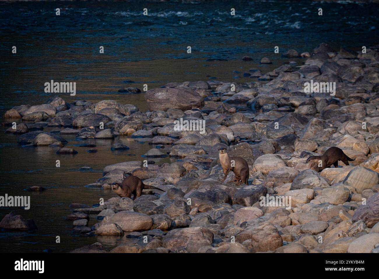 Smooth coated otters in Corbett National Park Stock Photo - Alamy
