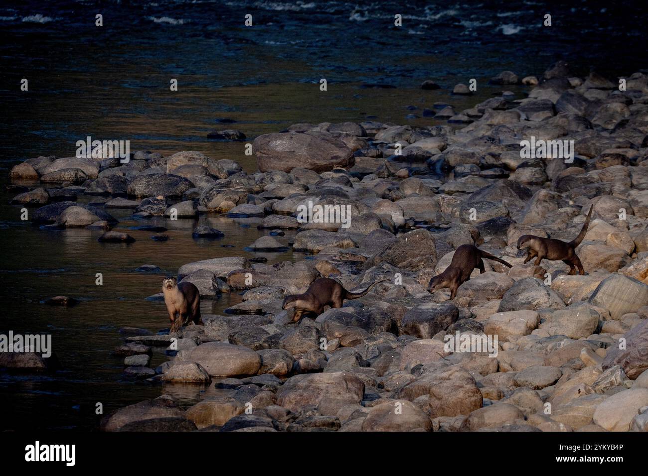 Smooth coated otters in Corbett National Park Stock Photo - Alamy