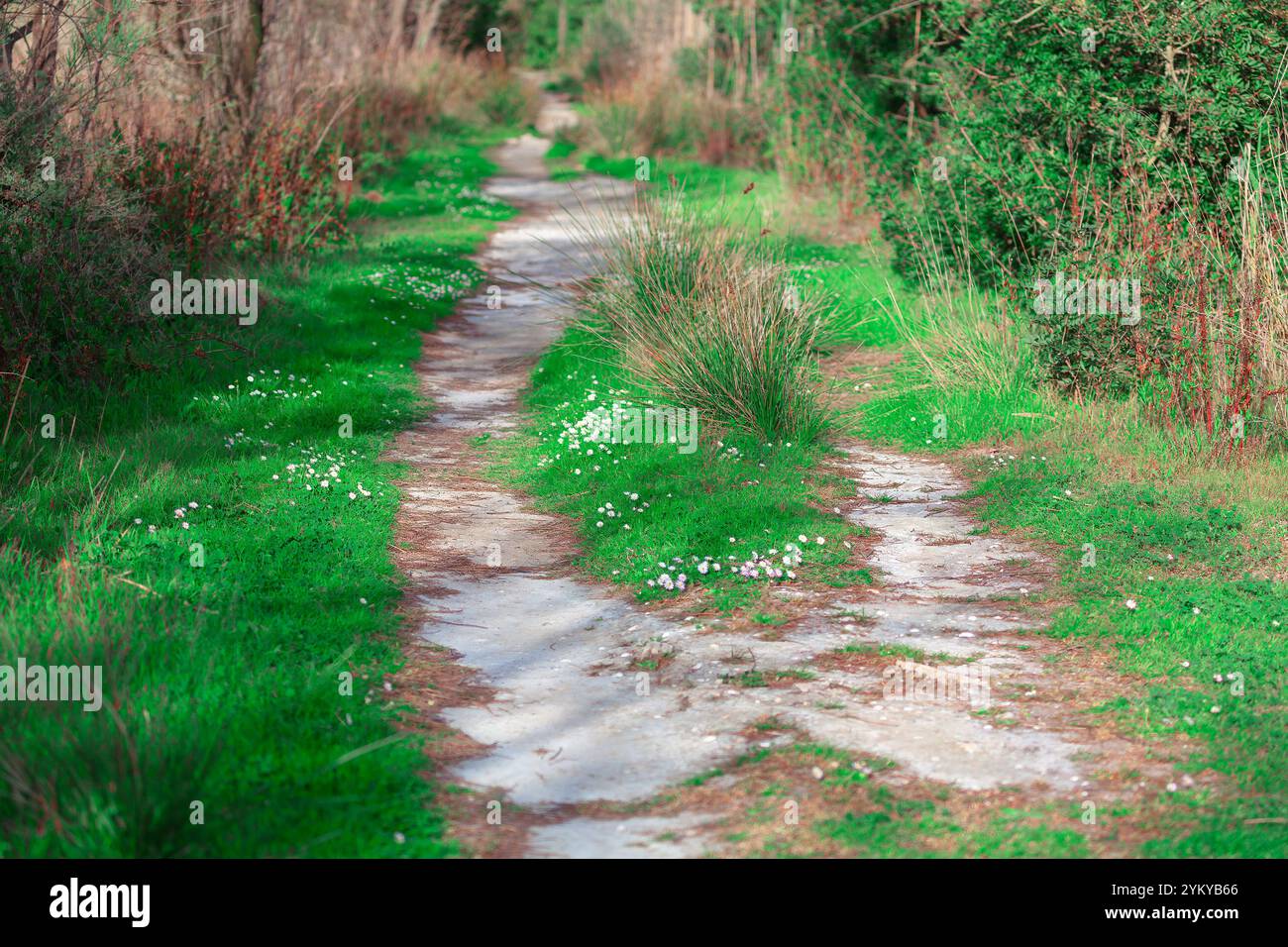 Narrow winding dirt path surrounded by lush green grass and small white ...