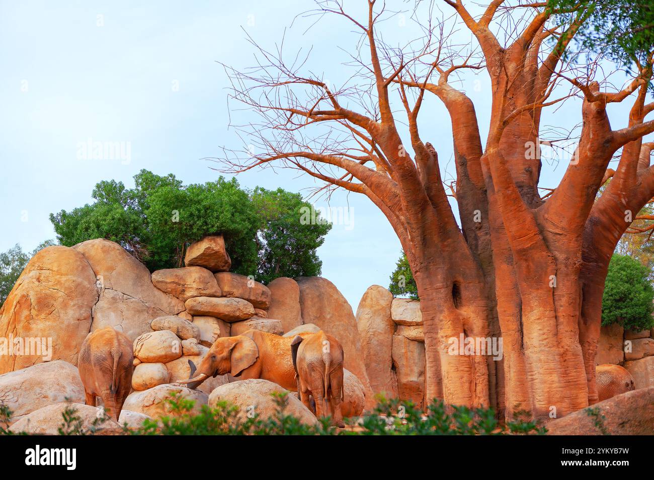 Group of elephants in a naturalistic enclosure that includes large ...