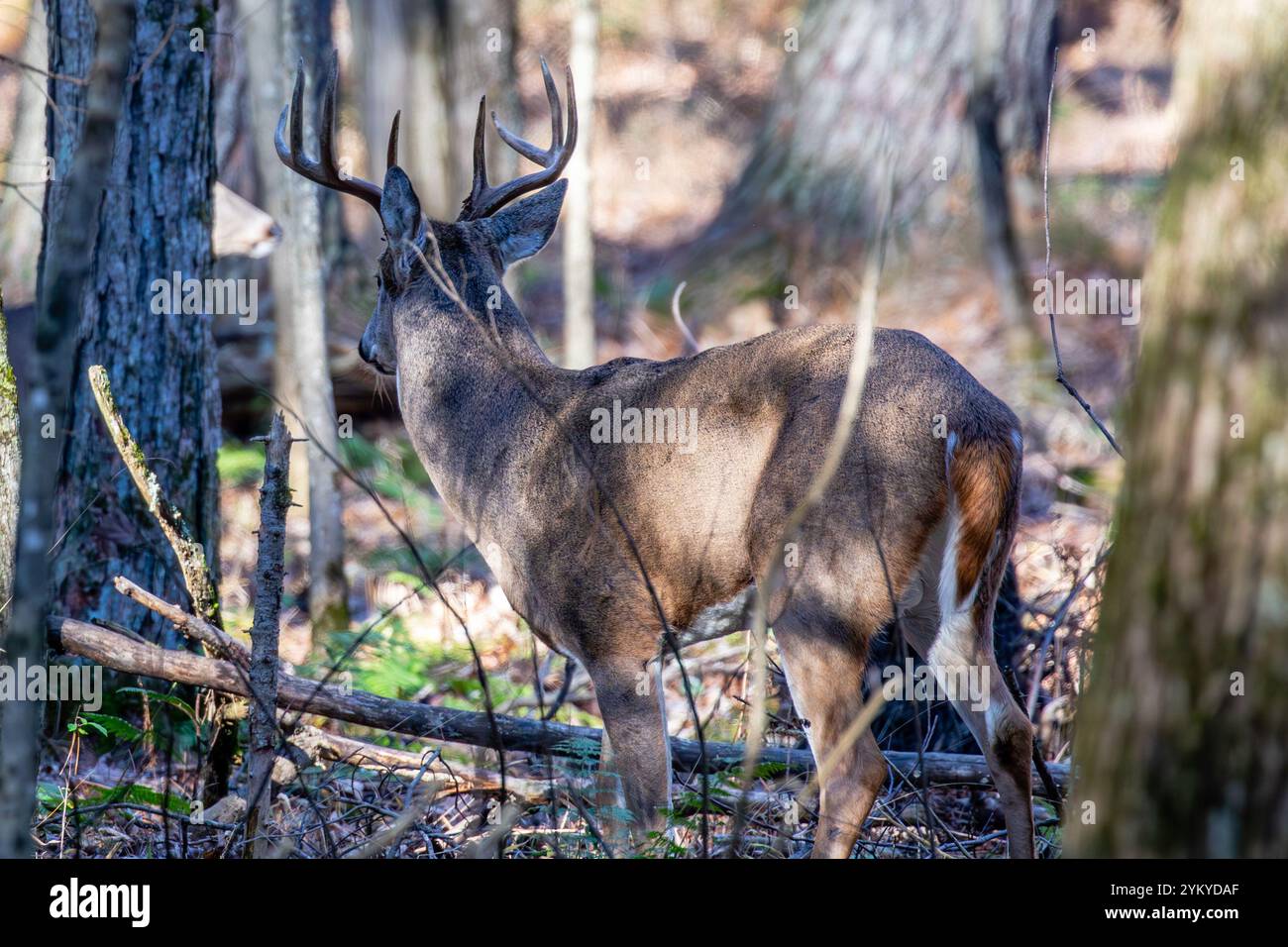 Adult white-tailed deer buck (Odocoileus virginianus) in the woods ...