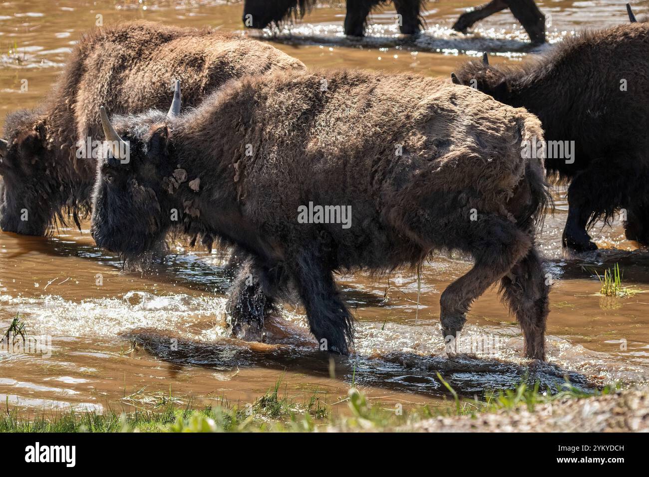American Plains Bison (Bison bison bison) walking across muddy water ...