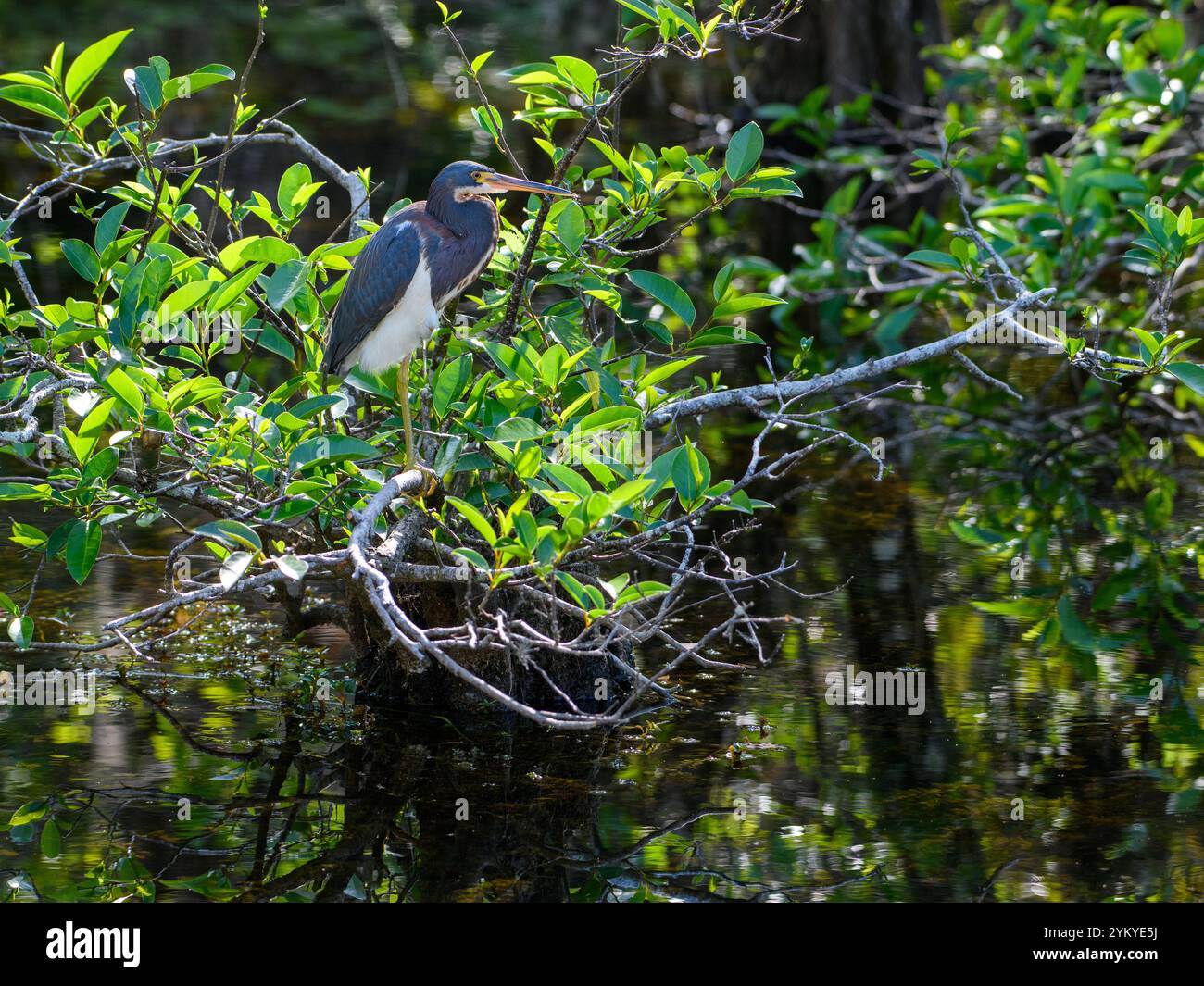 Tricolored Heron Egretta tricolor ORDER: Pelecaniformes FAMILY ...