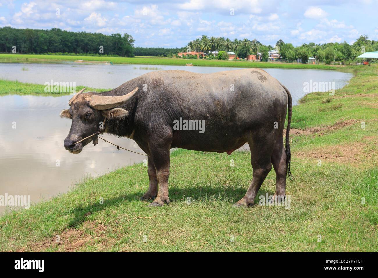 Image nice tree in hi-res stock photography and images - Alamy