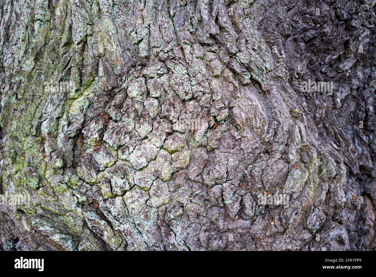 Wooden background. Texture of tree. Wood backdrop. Wood texture ...
