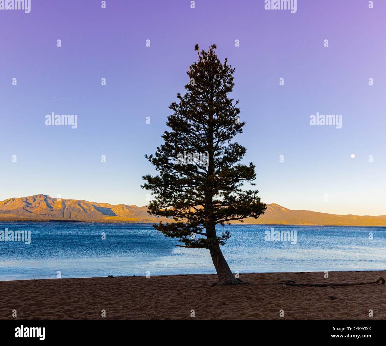 Silhouette pine tree hi-res stock photography and images - Alamy