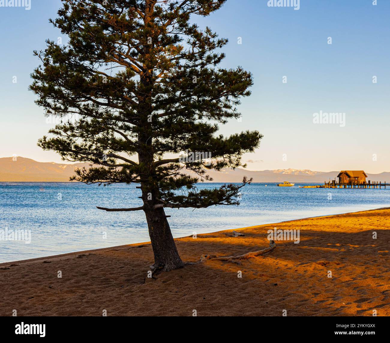 Silhouette of Lone Pine Tree With The Sierra Nevada Mountains, Nevada ...