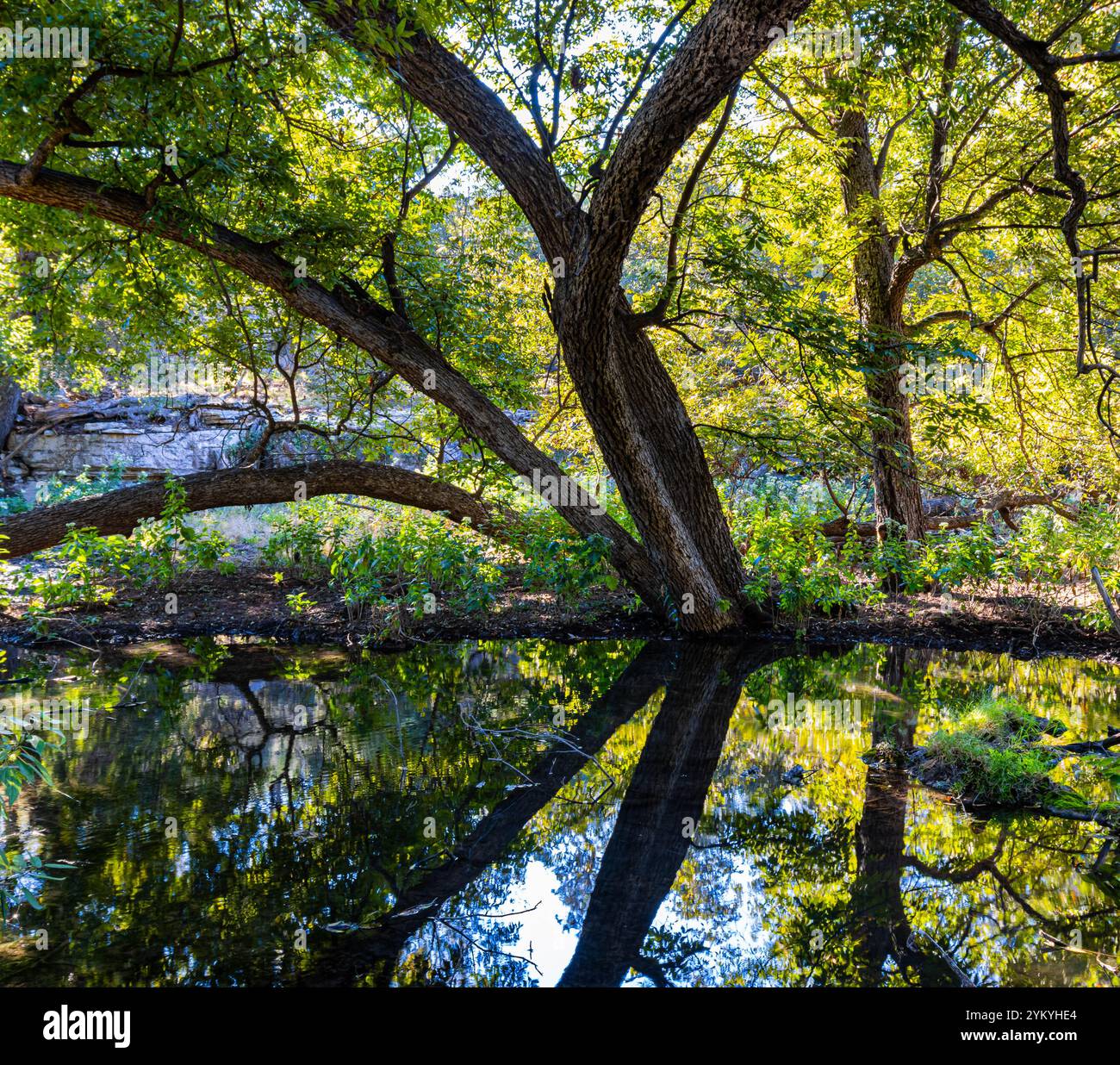 Giant Oak Tree Reflections on Gorman Creek, Colorado Bend, State Park, Texas, USA Stock Photo ...