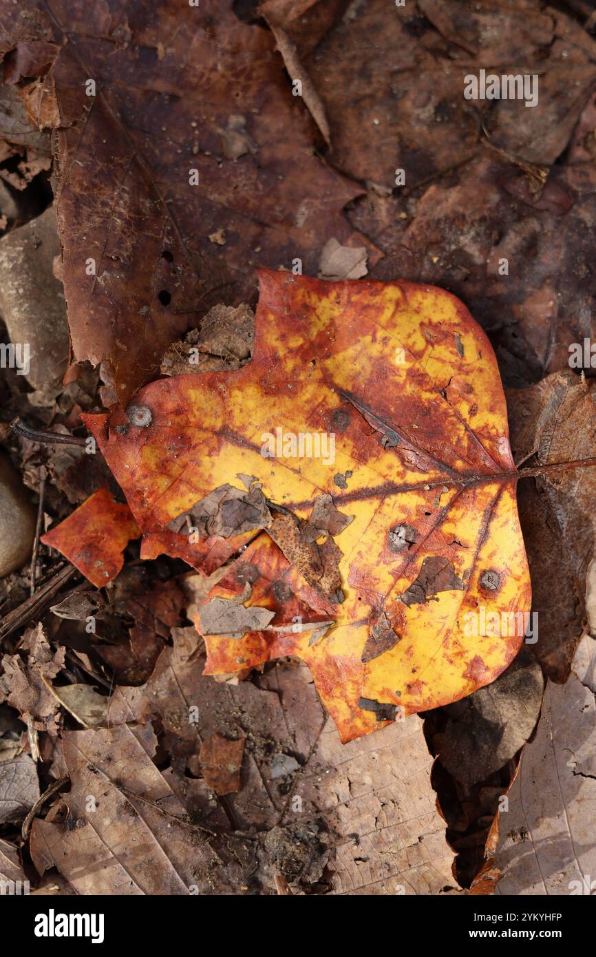 Close up on decomposing hi-res stock photography and images - Alamy