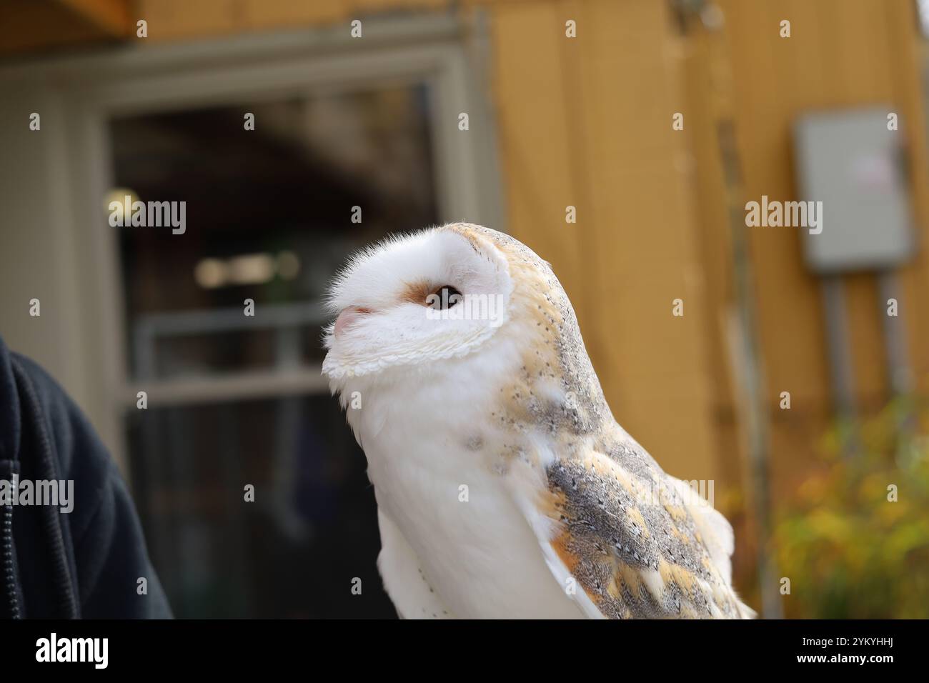 Owl bird face shape hi-res stock photography and images - Alamy