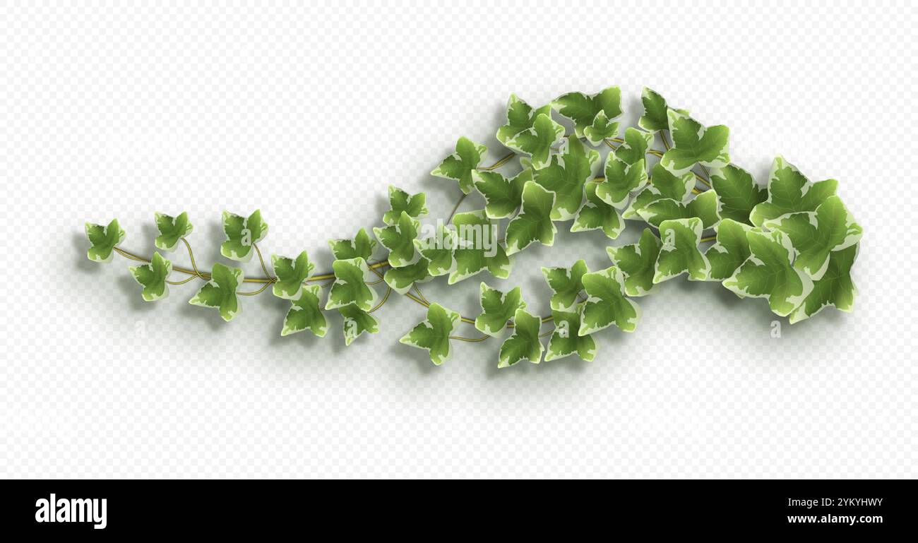 Ivy vine with lush green leaves. Hedera trailing branch Stock Vector ...