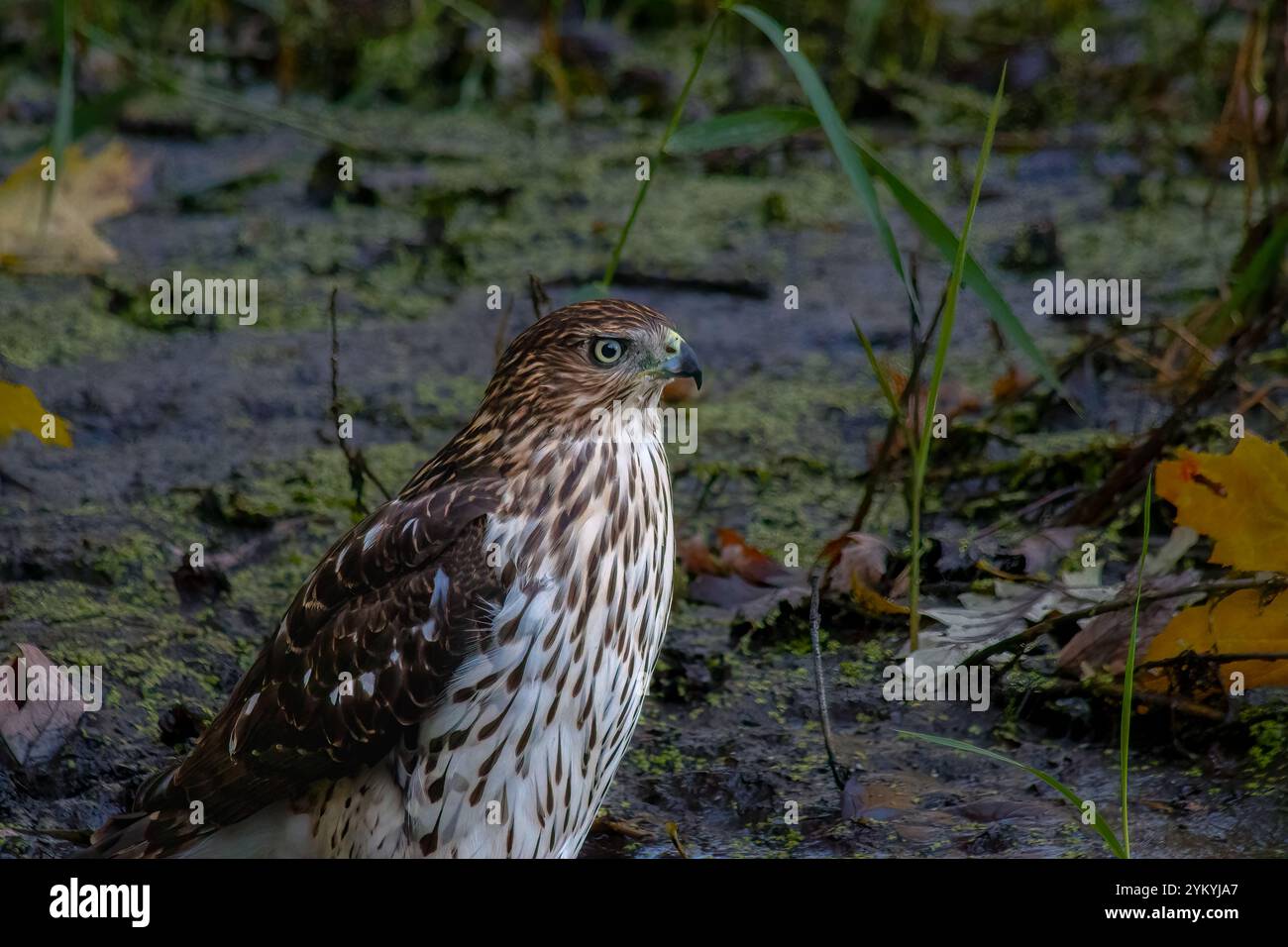 Image captures birdwatching in hi-res stock photography and images - Alamy