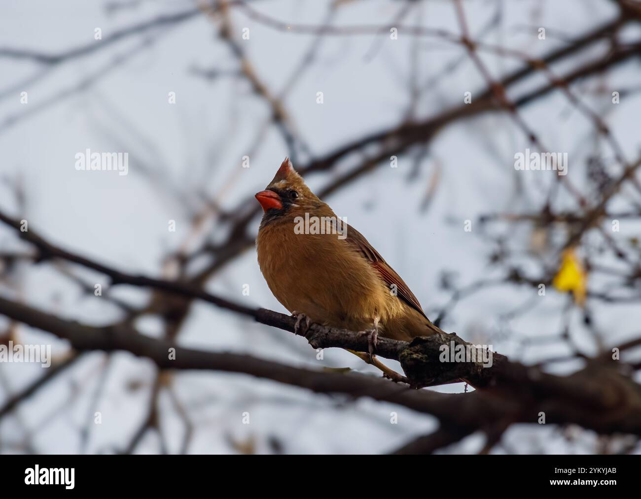 Female cardinal hi-res stock photography and images - Alamy