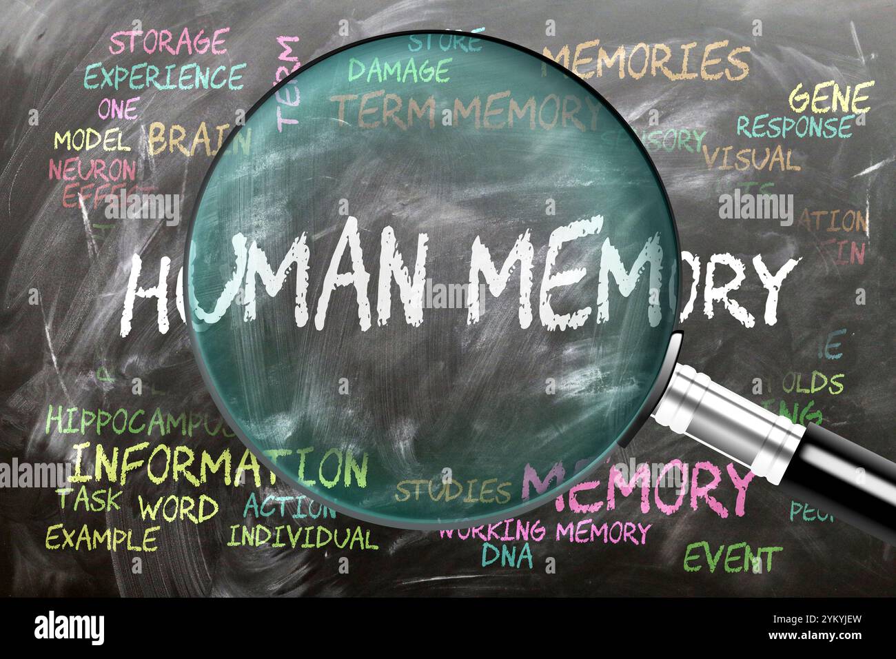 Human Memory being studied, examined - under close inspection. Most ...