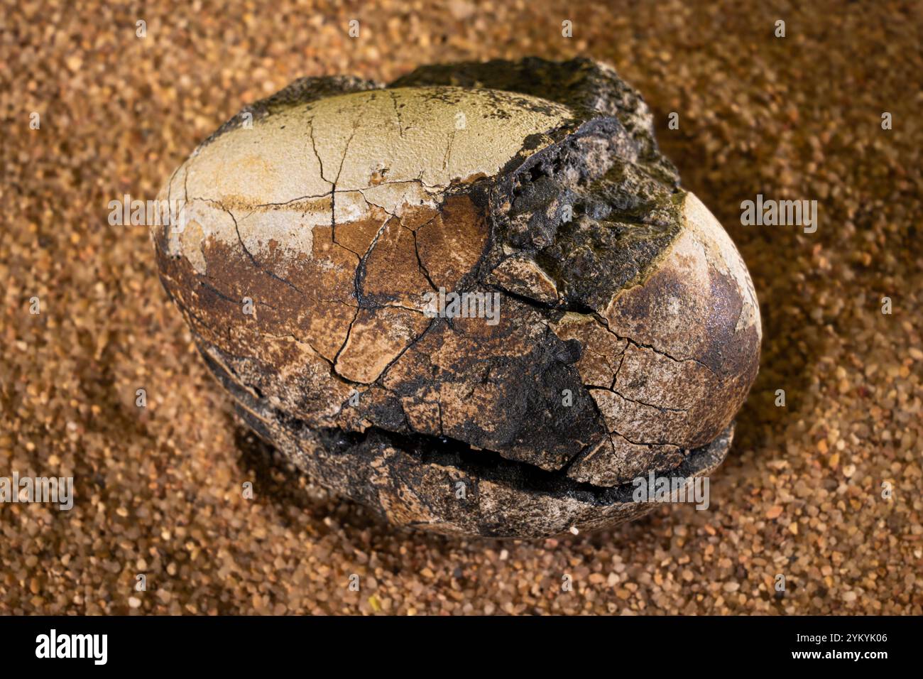 Flamingo egg fossil. This fossil dates back to the Upper Oligocene ...