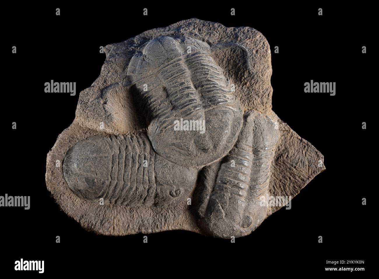 Ordovician arthropod fossil. The arthropods are a thriving group of ...