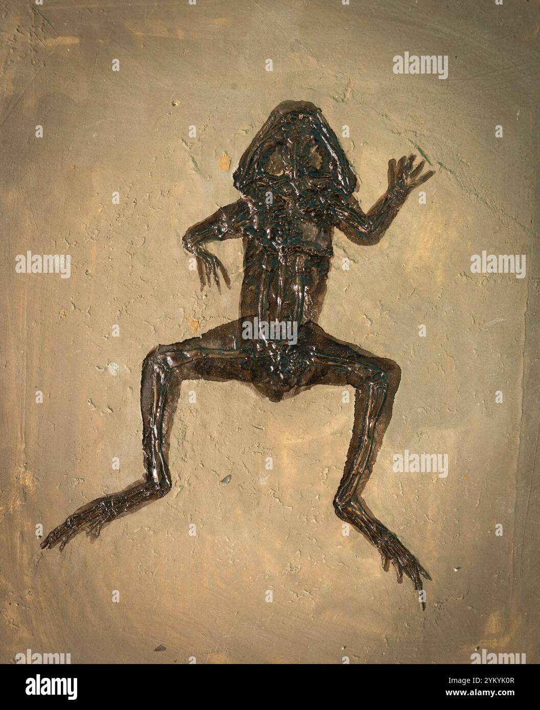 Extinct amphibian (Palaeobatrachus sp.) fossil. This an extinct genus ...