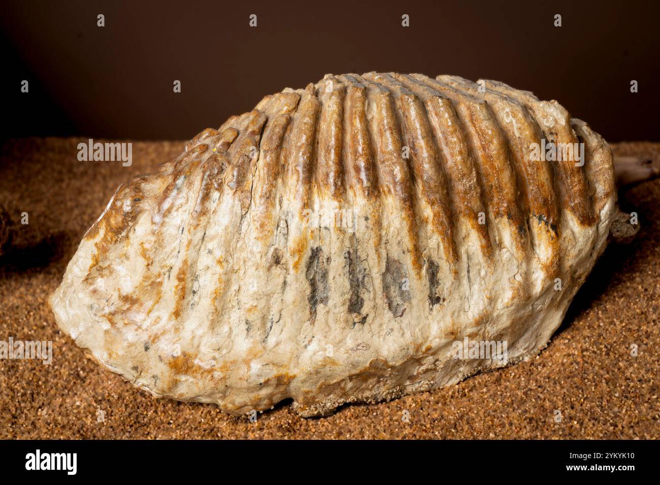 Extinct southern mammoth (Mammuthus meridionalis) tooth fossil. This ...