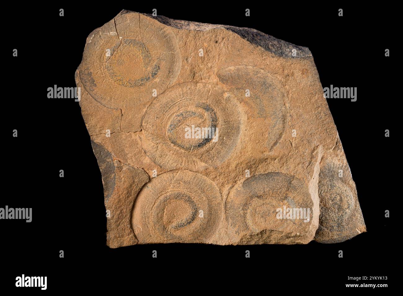Soft-bodied marine animal Eldonia sp. fossil. These disc-shaped animals ...