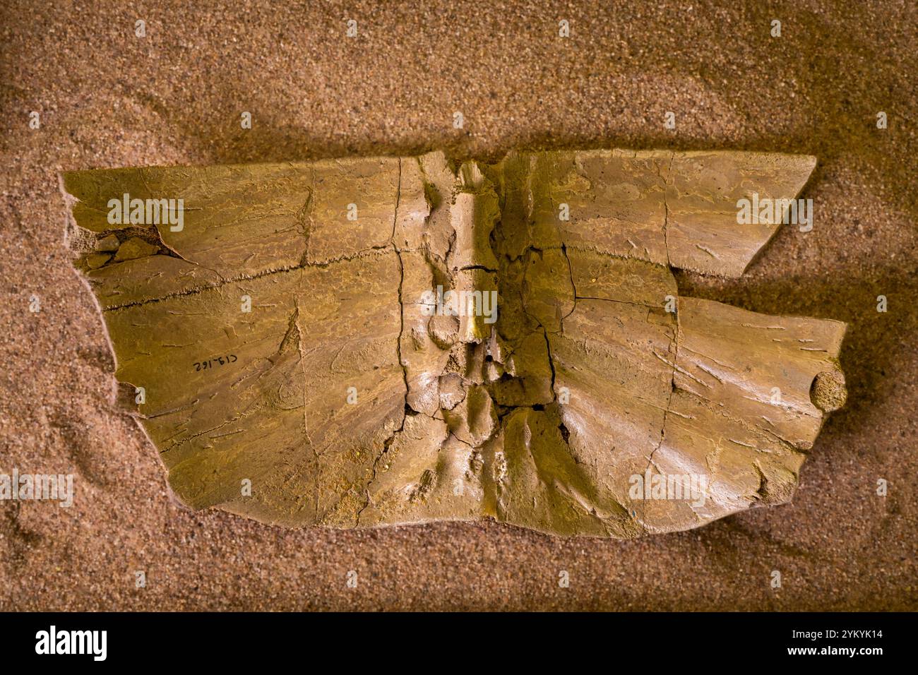 Turtle shell (Trionyx sp.) fossil. Trionyx is identified by its soft ...