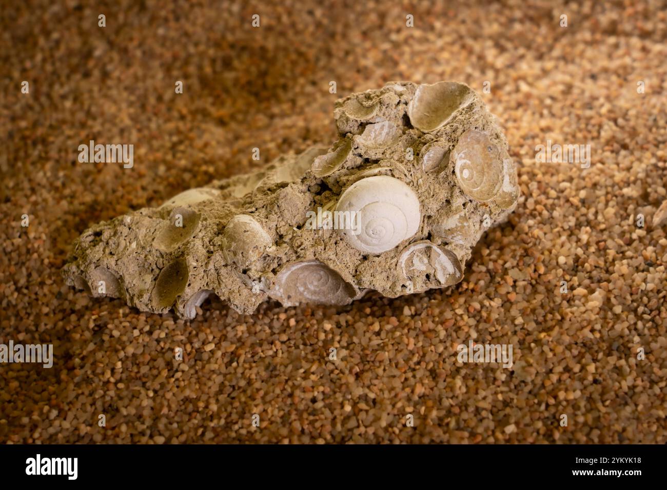 Land snail (Caseolus ramondi) fossil. This fossil dates back to the ...