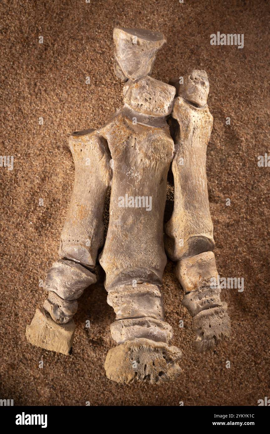 Rhino (Diaceratherium sp.) hand fossil. This fossil dates back to the ...