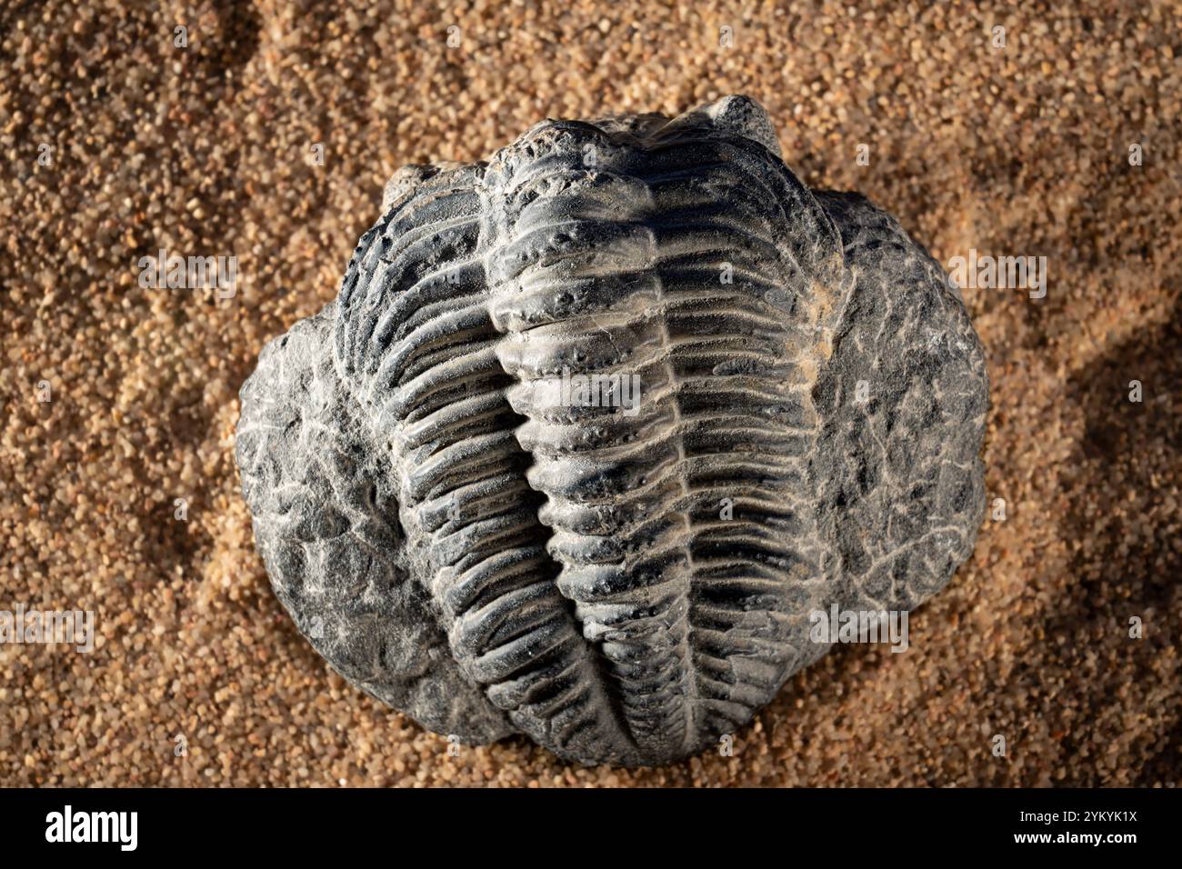 Trilobite (Drotops megalomanicus) fossil. Trilobites were marine ...