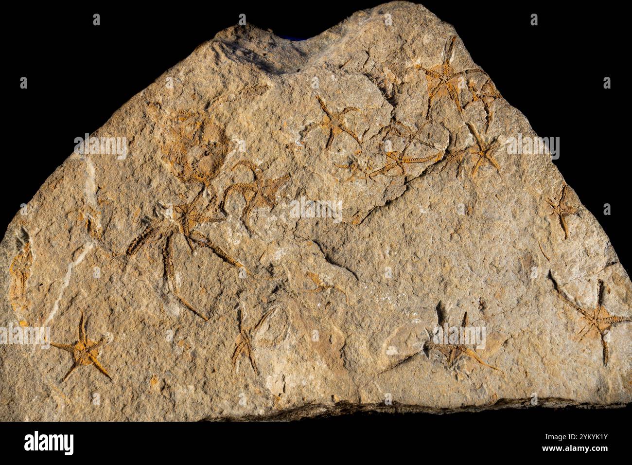 Brittle star echinoderm fossils. These are echinoderms in the class ...