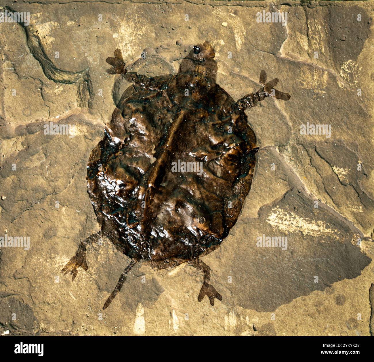 Extinct softshell turtle (Trionyx sp.) fossil. Soft shell turtles lack ...