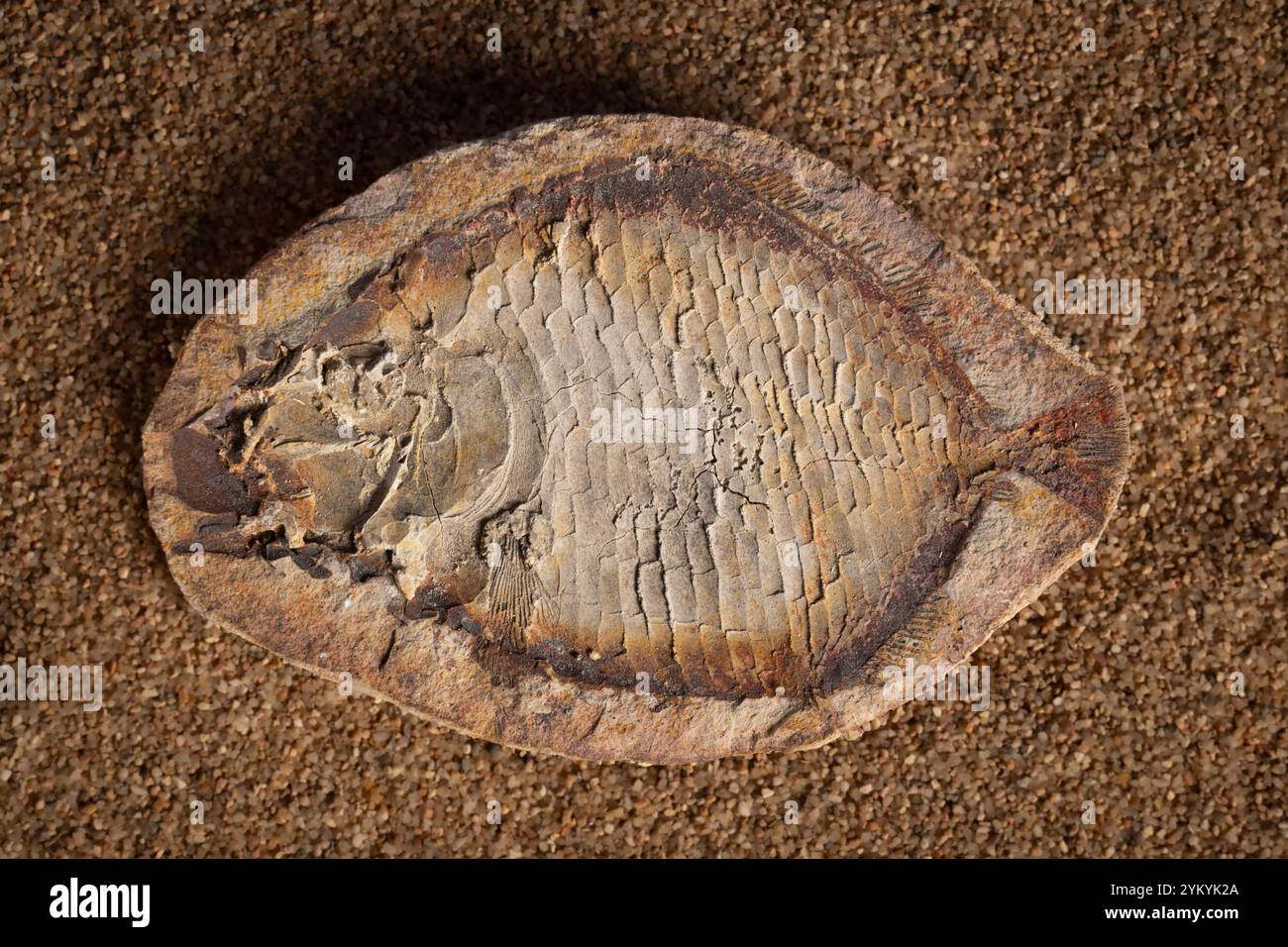Extinct bony fish fossil of the order Pycnodontiform. They were small ...
