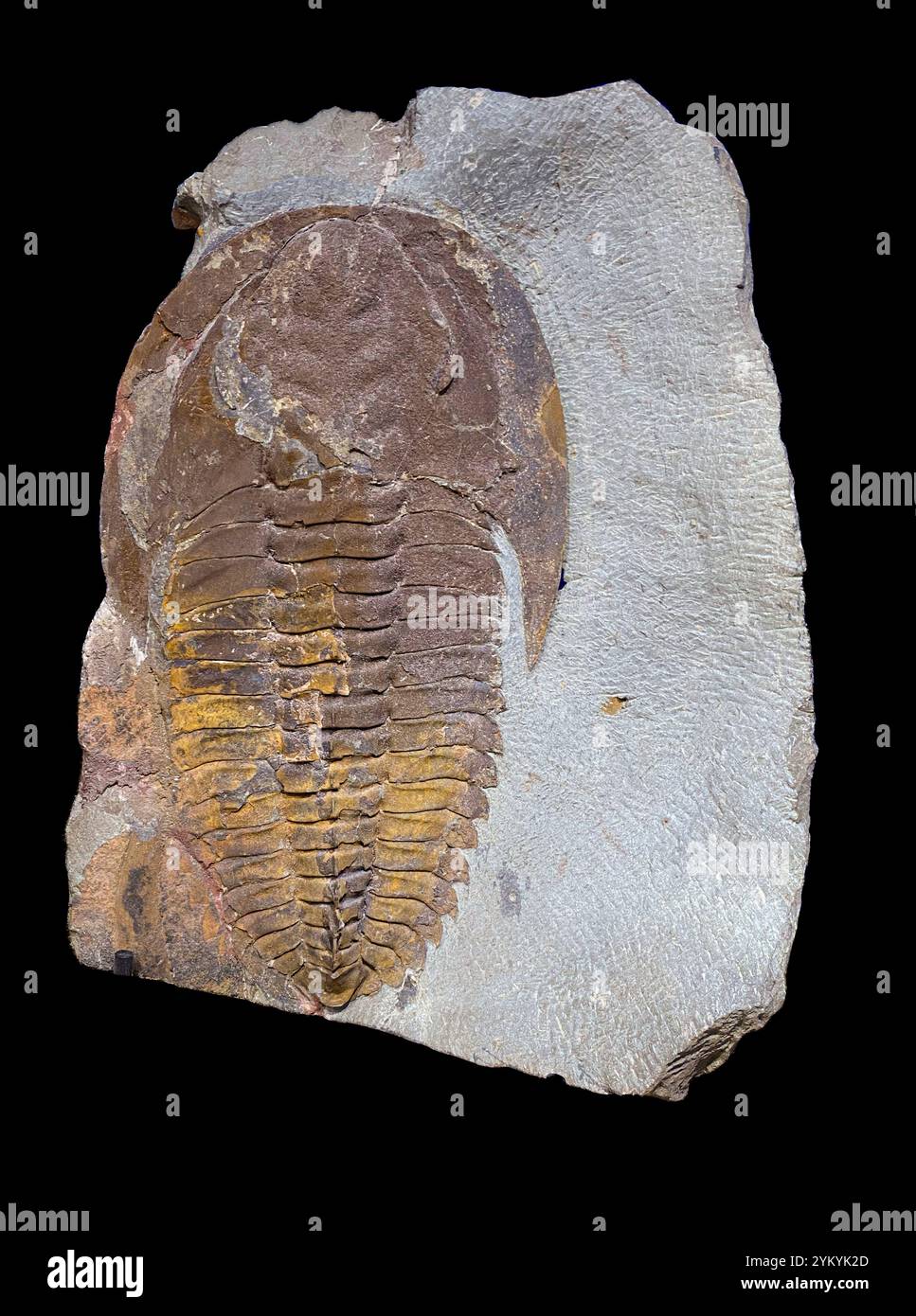 Trilobite (Drotops sp.) fossil. Trilobites were marine arthropods that ...