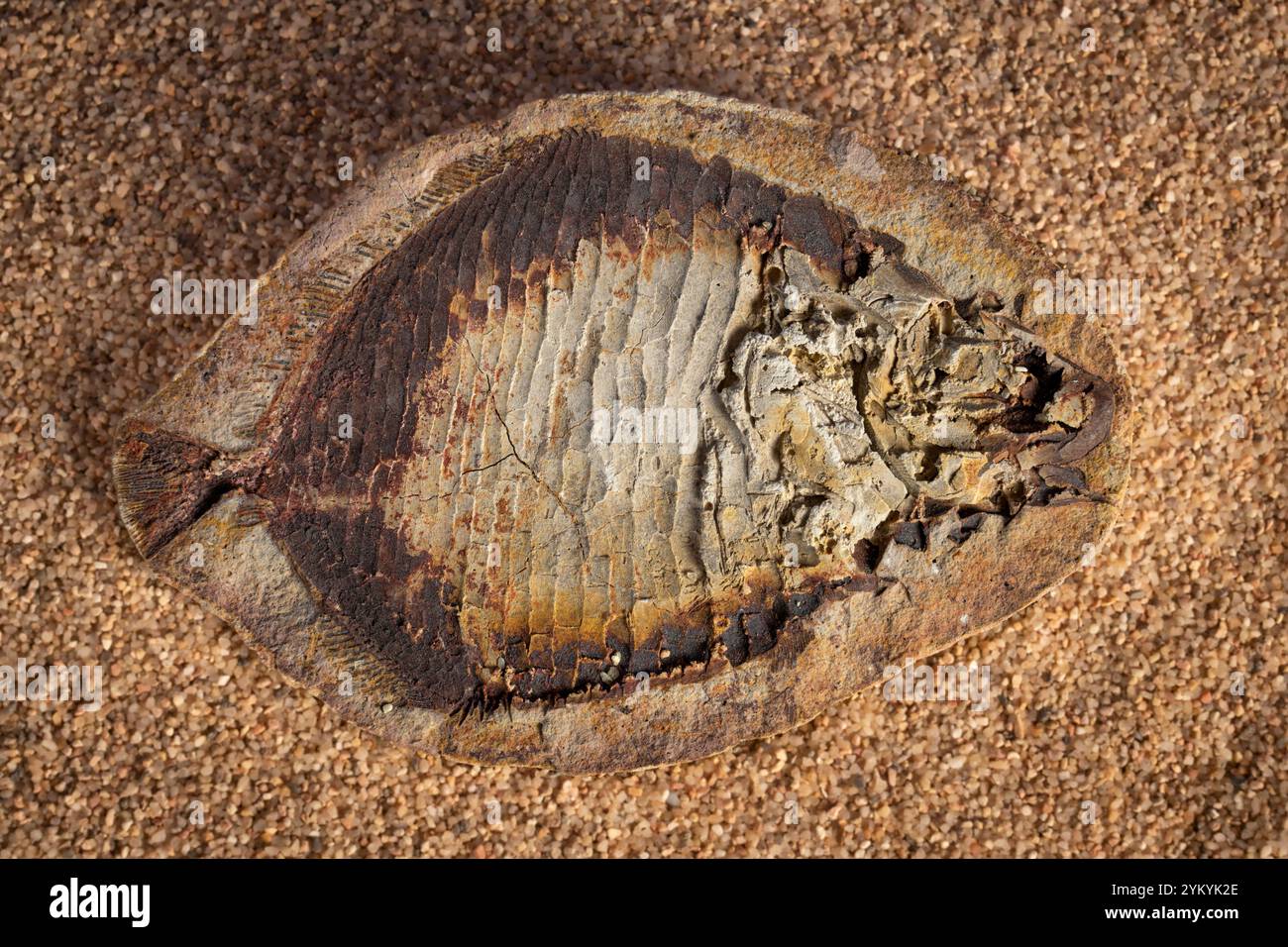 Extinct bony fish fossil of the order Pycnodontiform. They were small ...