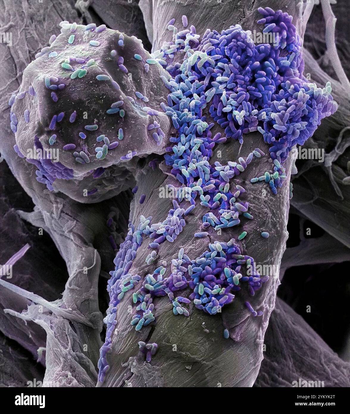 Pseudomonas bacteria. Coloured scanning electron micrograph (SEM) of ...