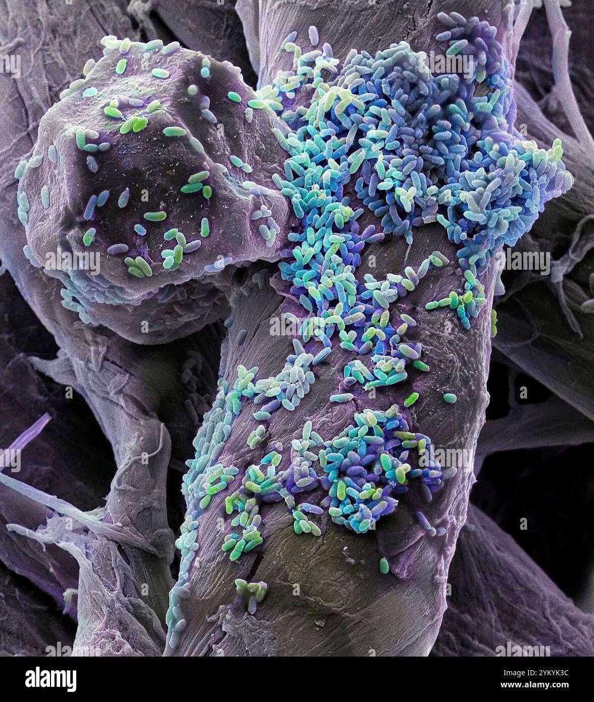 Pseudomonas bacteria. Coloured scanning electron micrograph (SEM) of ...