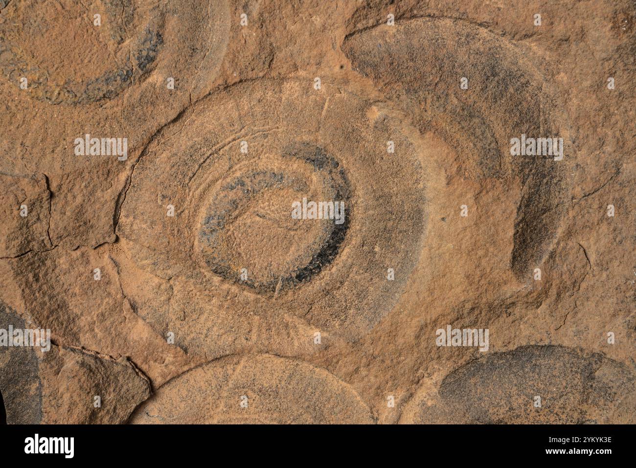 Soft-bodied marine animal Eldonia sp. fossil. These disc-shaped animals ...