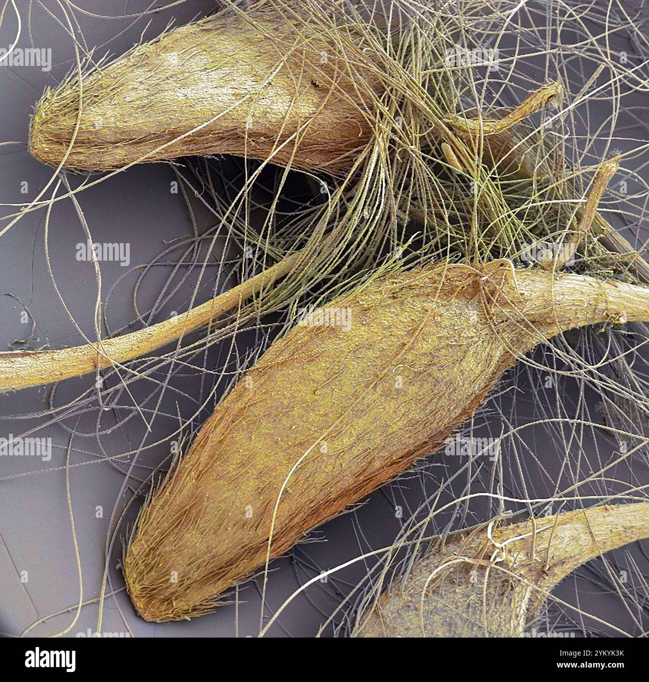 Wood Avens seeds. Coloured scanning electron micrograph (SEM). Wood ...