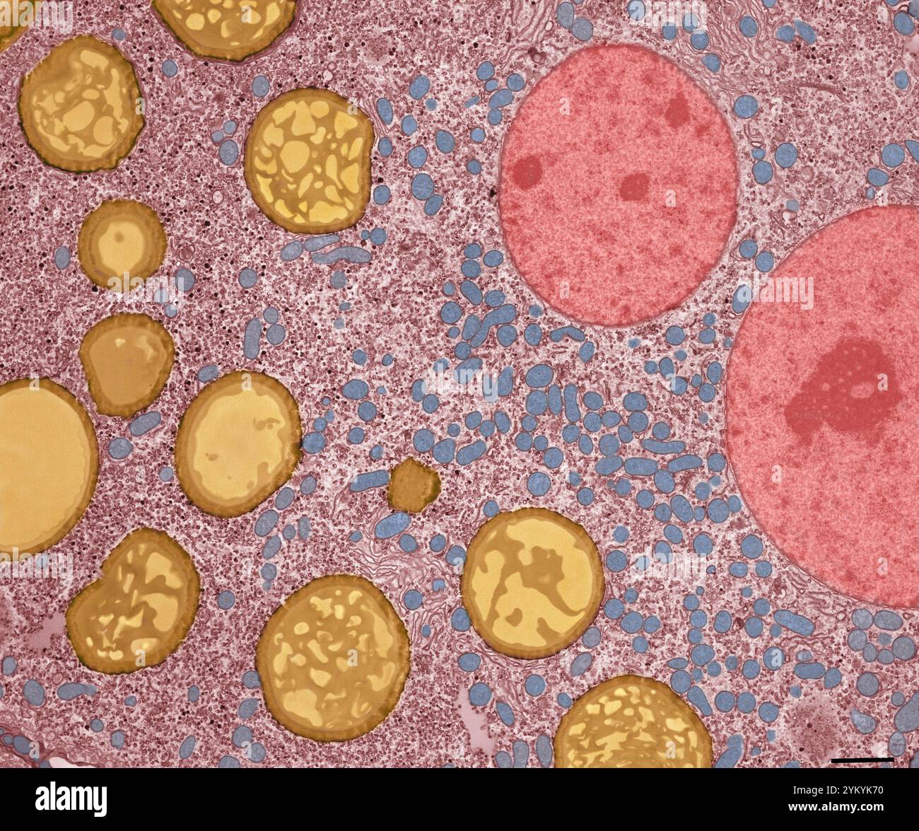 Coloured transmission electron micrograph (TEM) of a section through ...