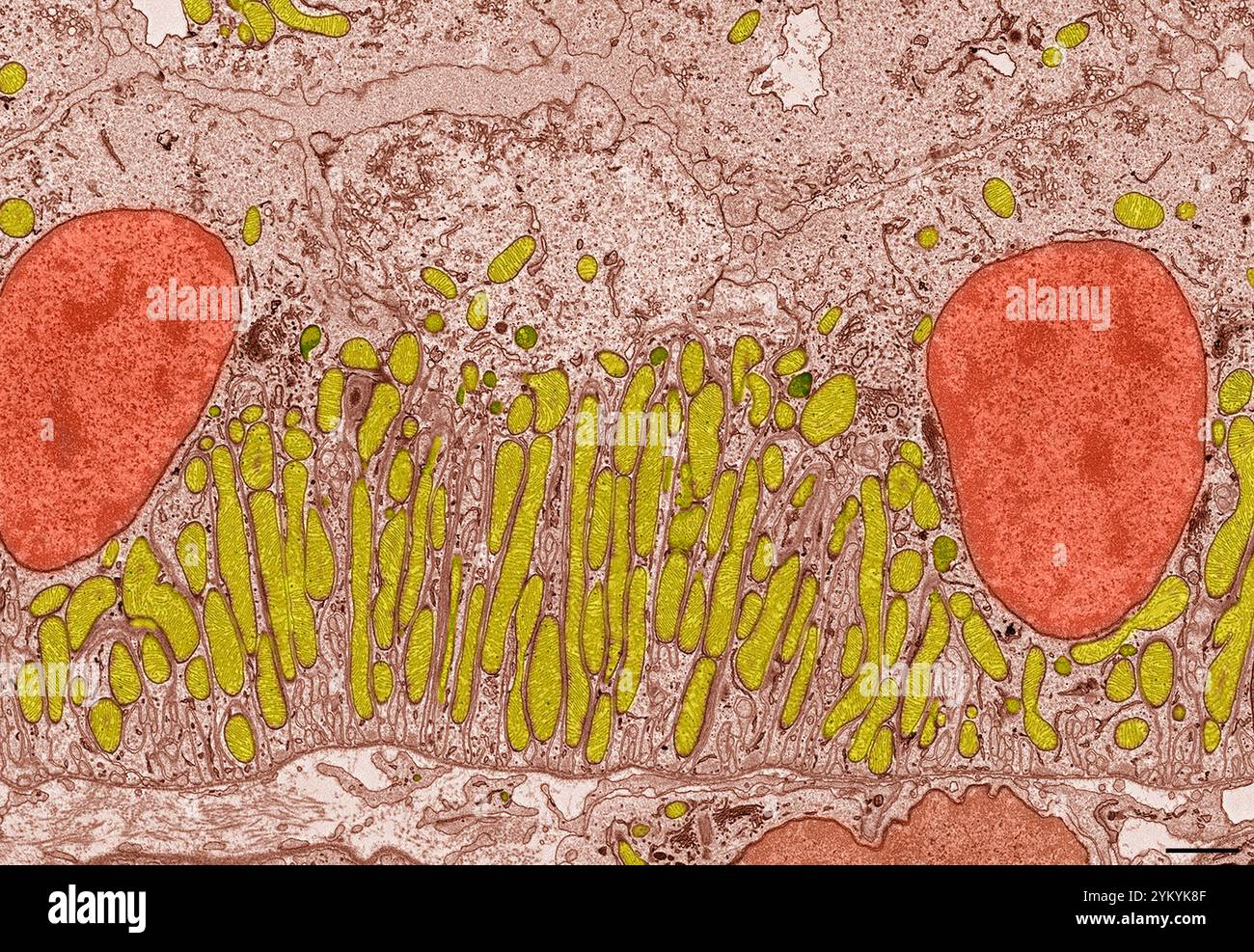 Coloured transmission electron micrograph (TEM) of a section through ...