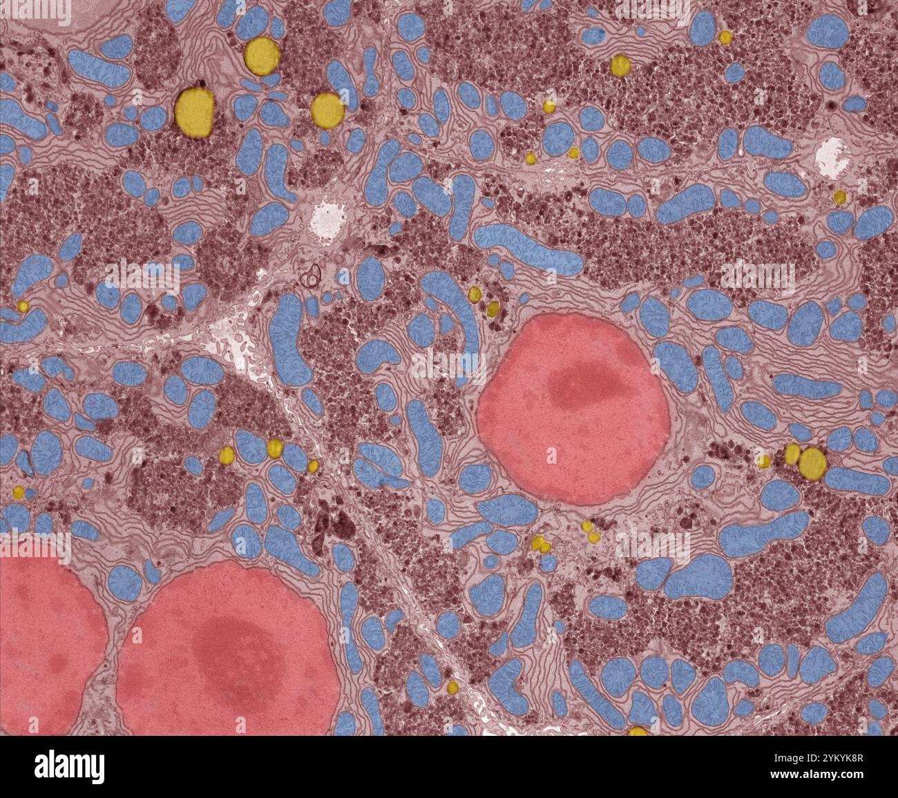 Coloured transmission electron micrograph (TEM) of a section through ...