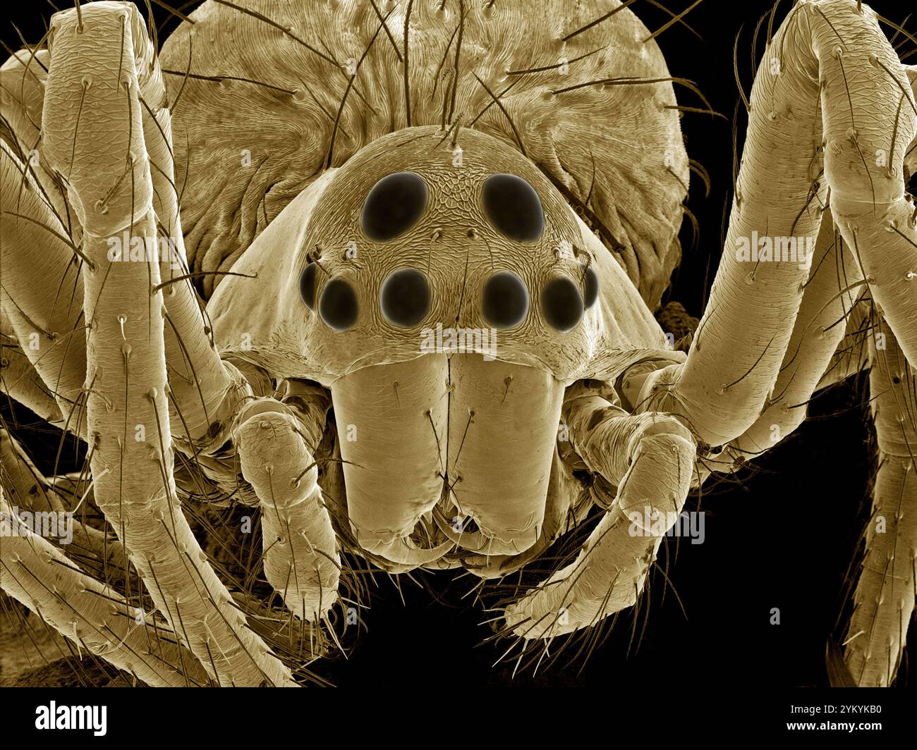 Coloured scanning electron micrograph (SEM) of a wolf spider (family ...