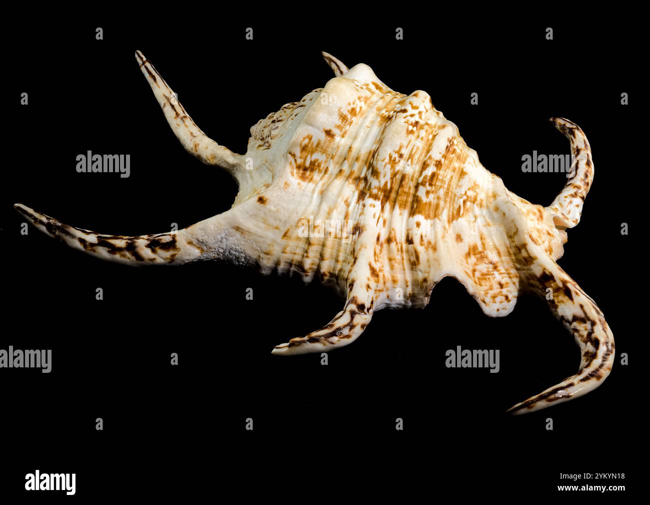 A stunning pink-hued spider conch shell with elongated, curved spines ...