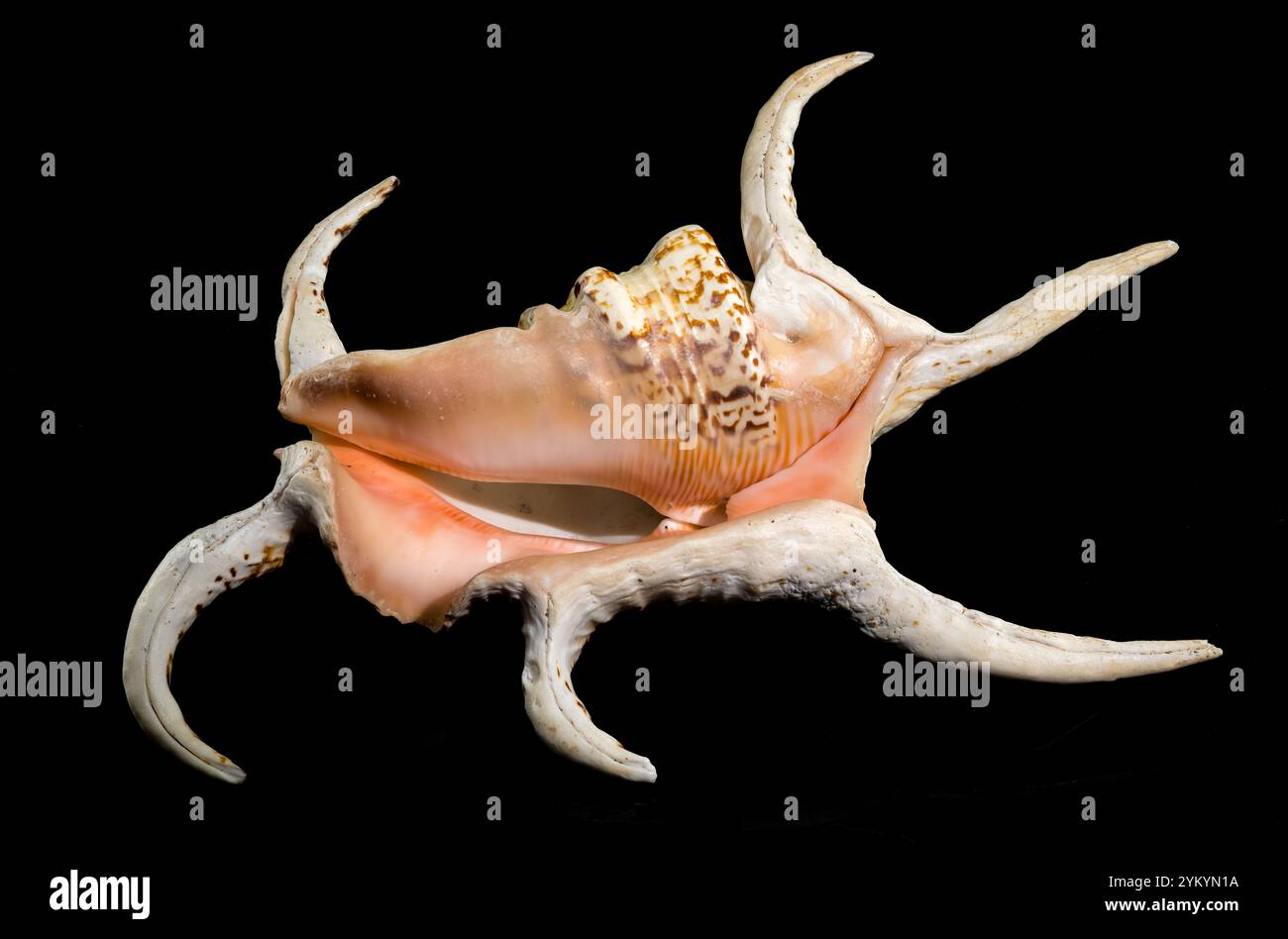A stunning pink-hued spider conch shell with elongated, curved spines ...