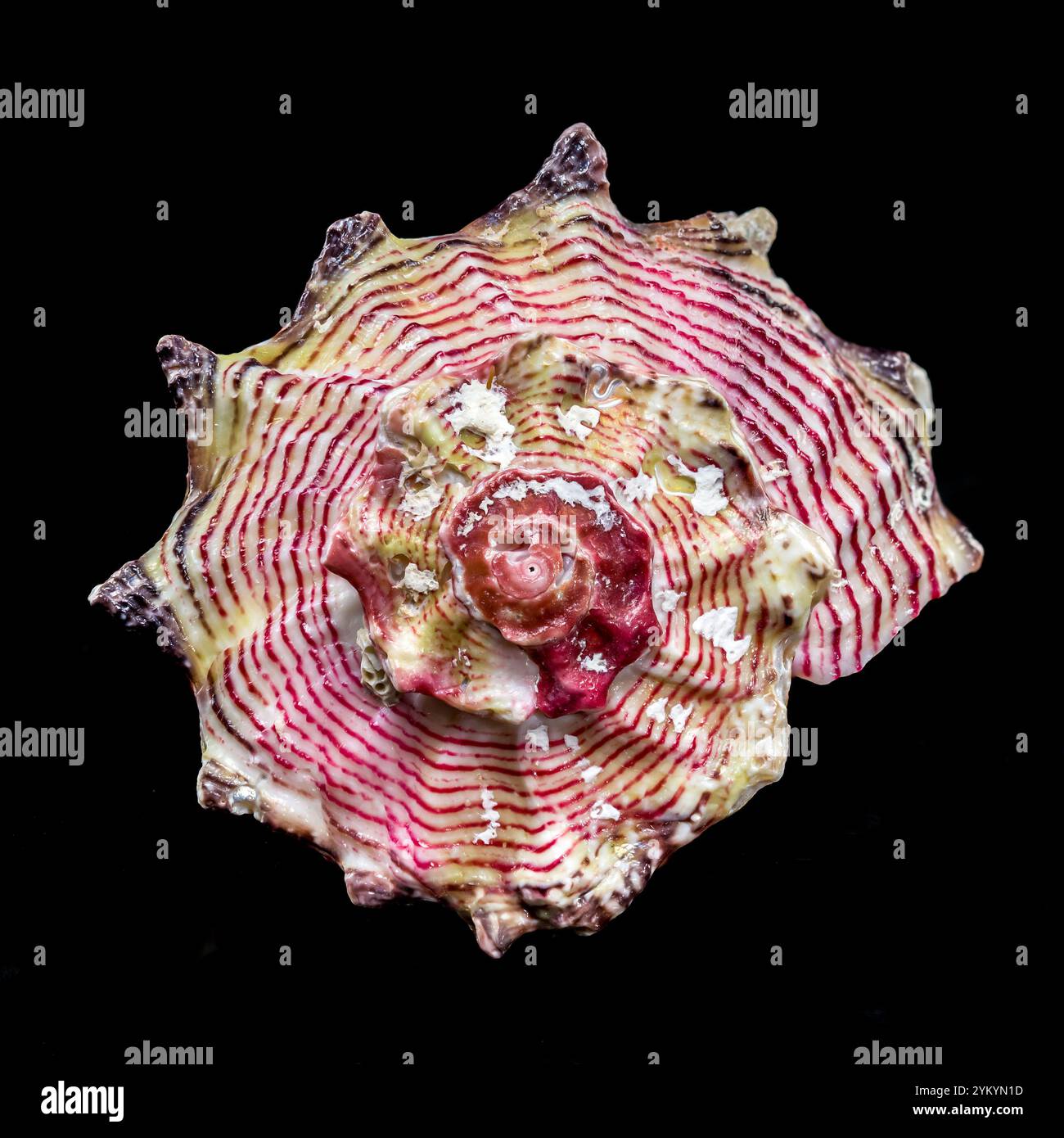 A beautiful sea shell Strawberry Conch isolated against a deep black ...