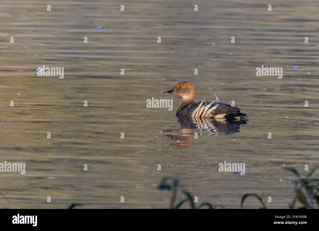 a sunrise clip of a plumed whistling-duck swimming at hasties swamp in ...